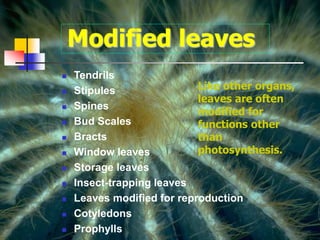 leaves.ppt