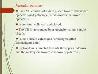 Leaves - strucutre and development.ppt
