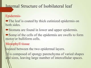Leaves - strucutre and development.ppt