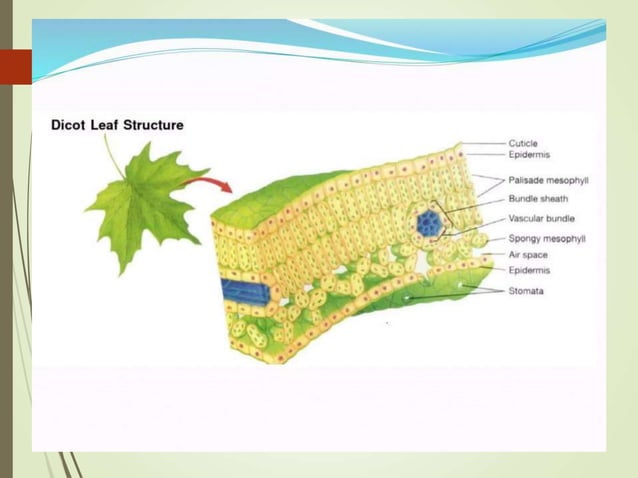 Leaves - strucutre and development.ppt