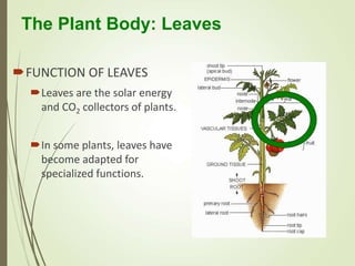 Leaves - strucutre and development.ppt
