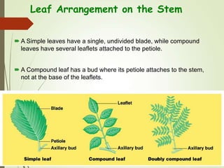Leaves - strucutre and development.ppt