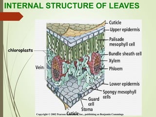 Leaves - strucutre and development.ppt