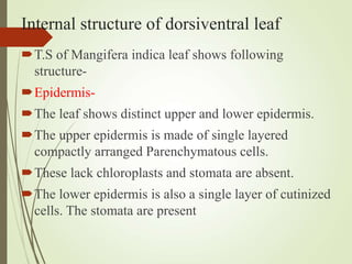 Leaves - strucutre and development.ppt