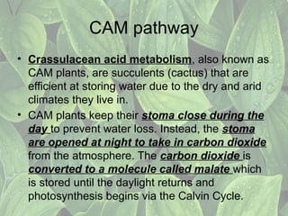 Comprehensive Overview of Leaf Structure, Function, and Adaptations in ...