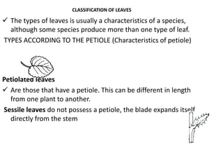 Leaves2.ppt