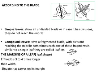 Leaves2.ppt