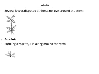 Leaves2.ppt