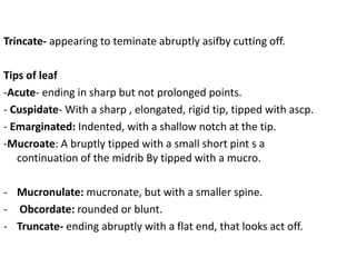 Leaves2.ppt