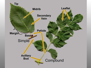 Leaves | PPT
