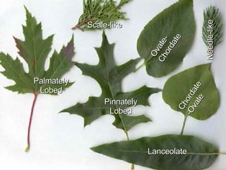 Leaves | PPT | Gardening | Home & Garden