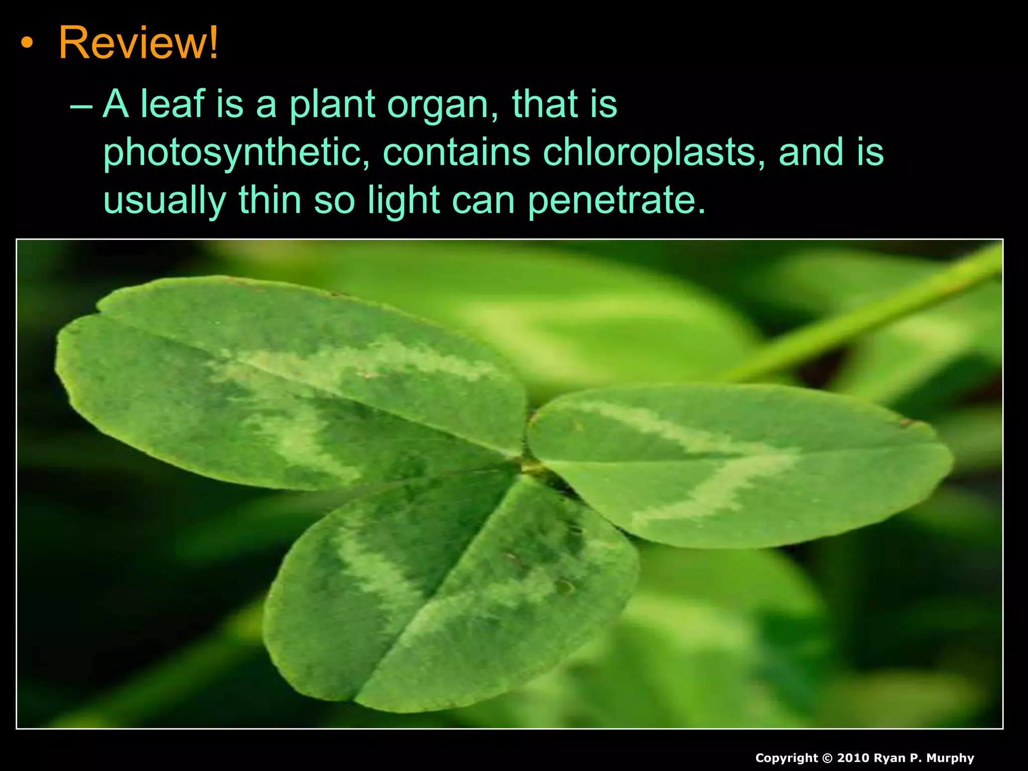 Leaves and Leaf Processes, Photosynthesis Biology Lesson PowerPoint | PPTX