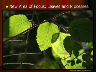 Leaves and Leaf Processes, Photosynthesis Biology Lesson PowerPoint | PPTX