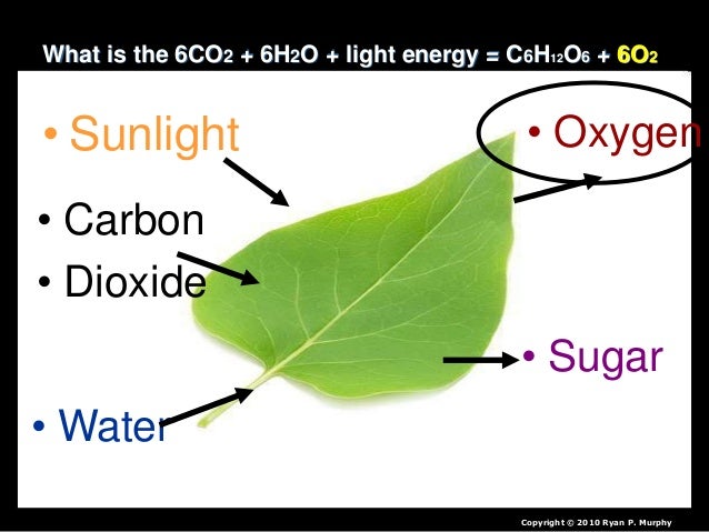 Leaves and Leaf Processes, Photosynthesis Biology Lesson PowerPoint