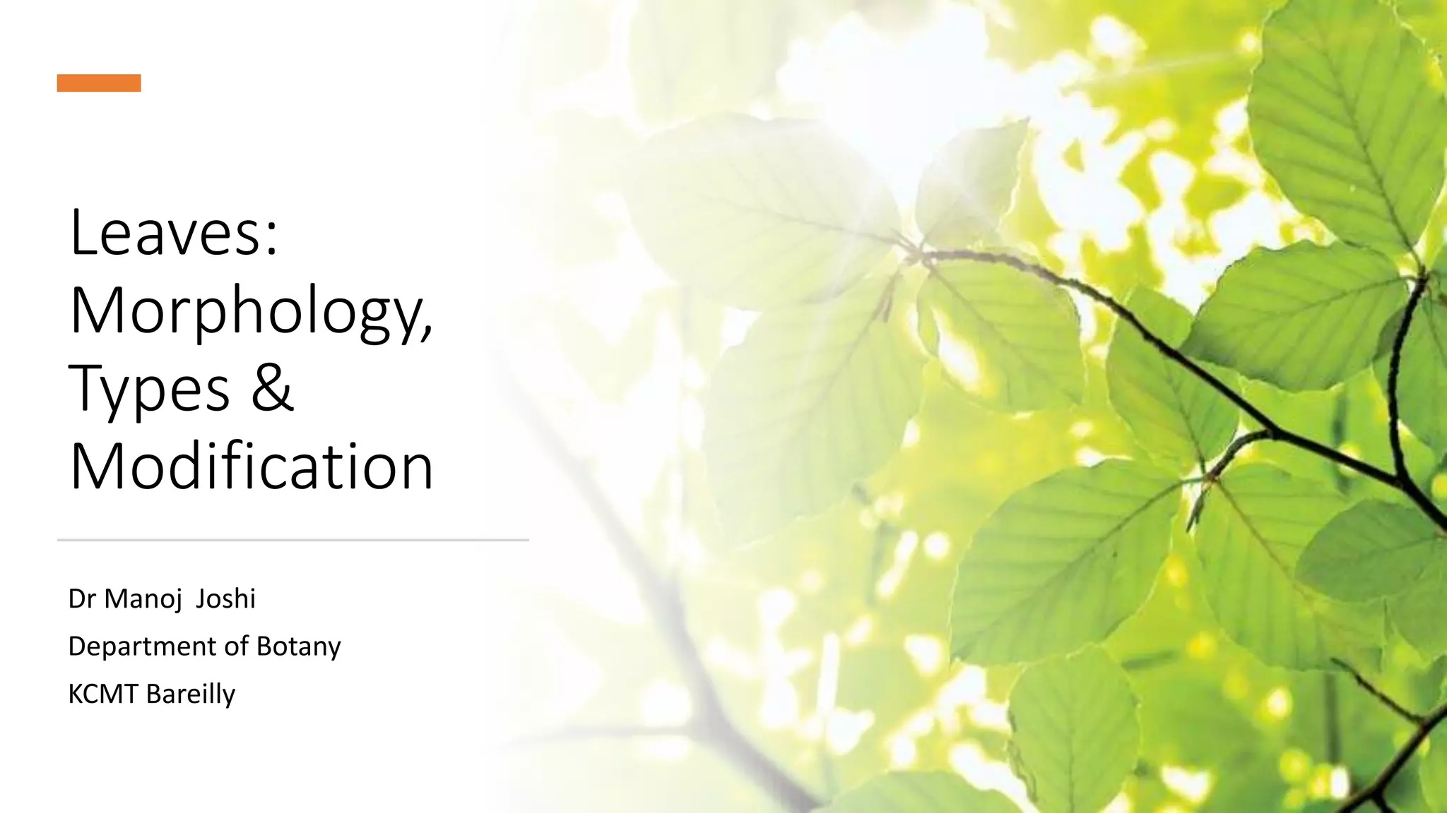 Leaves modifications.pptx