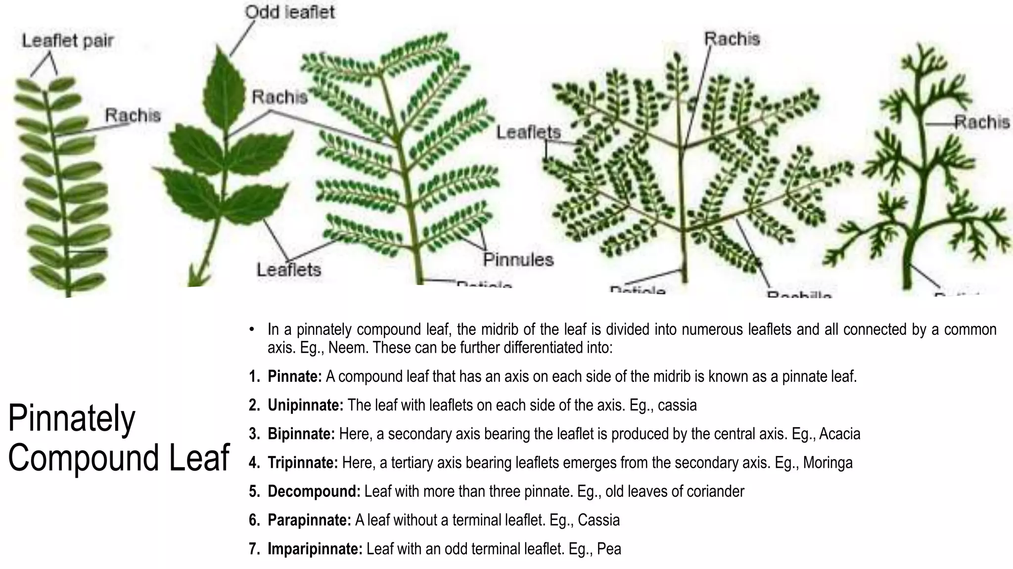 Leaves modifications.pptx