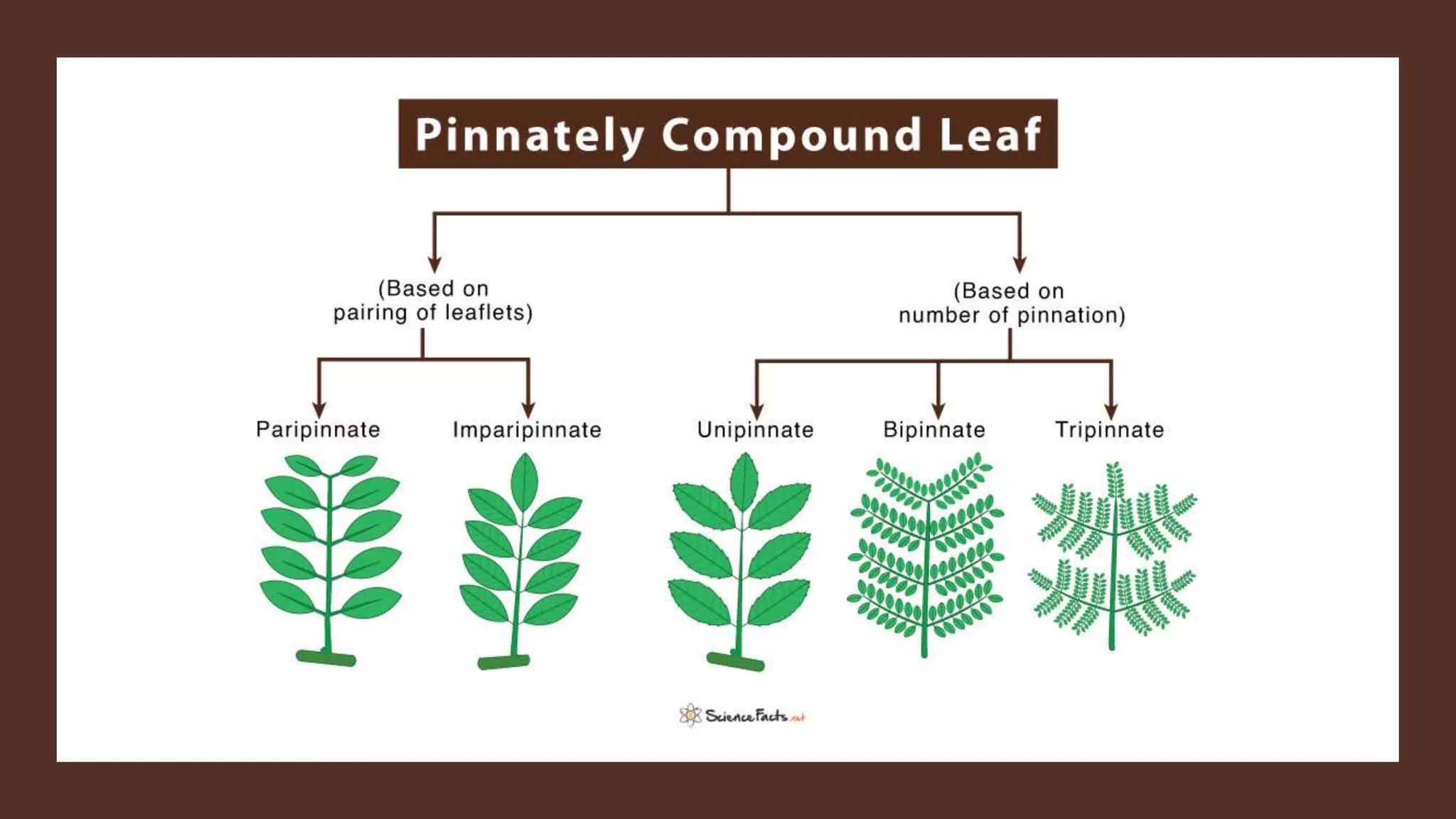 Leaves modifications.pptx
