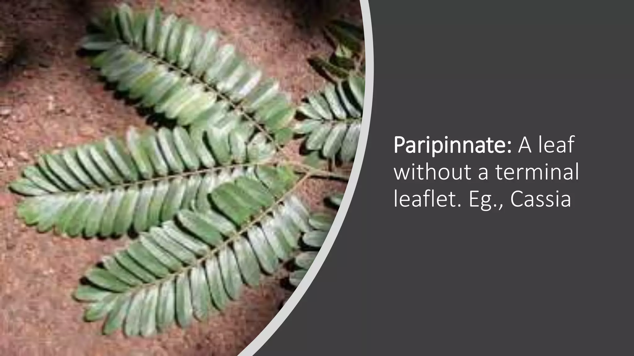 Leaves modifications.pptx