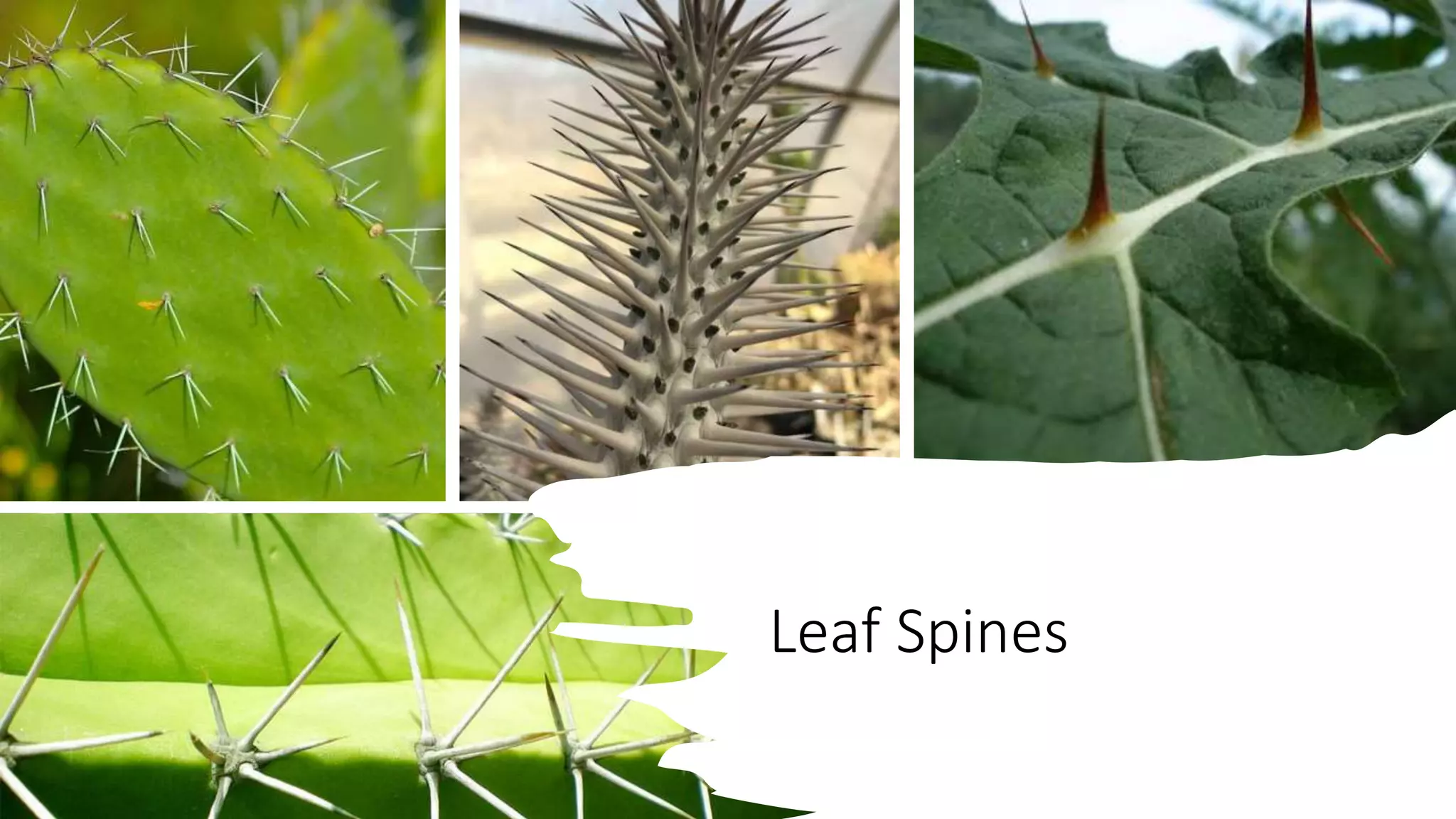 Leaves modifications.pptx