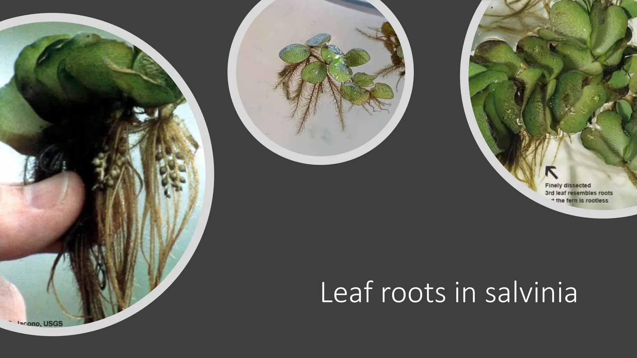 Leaves modifications.pptx