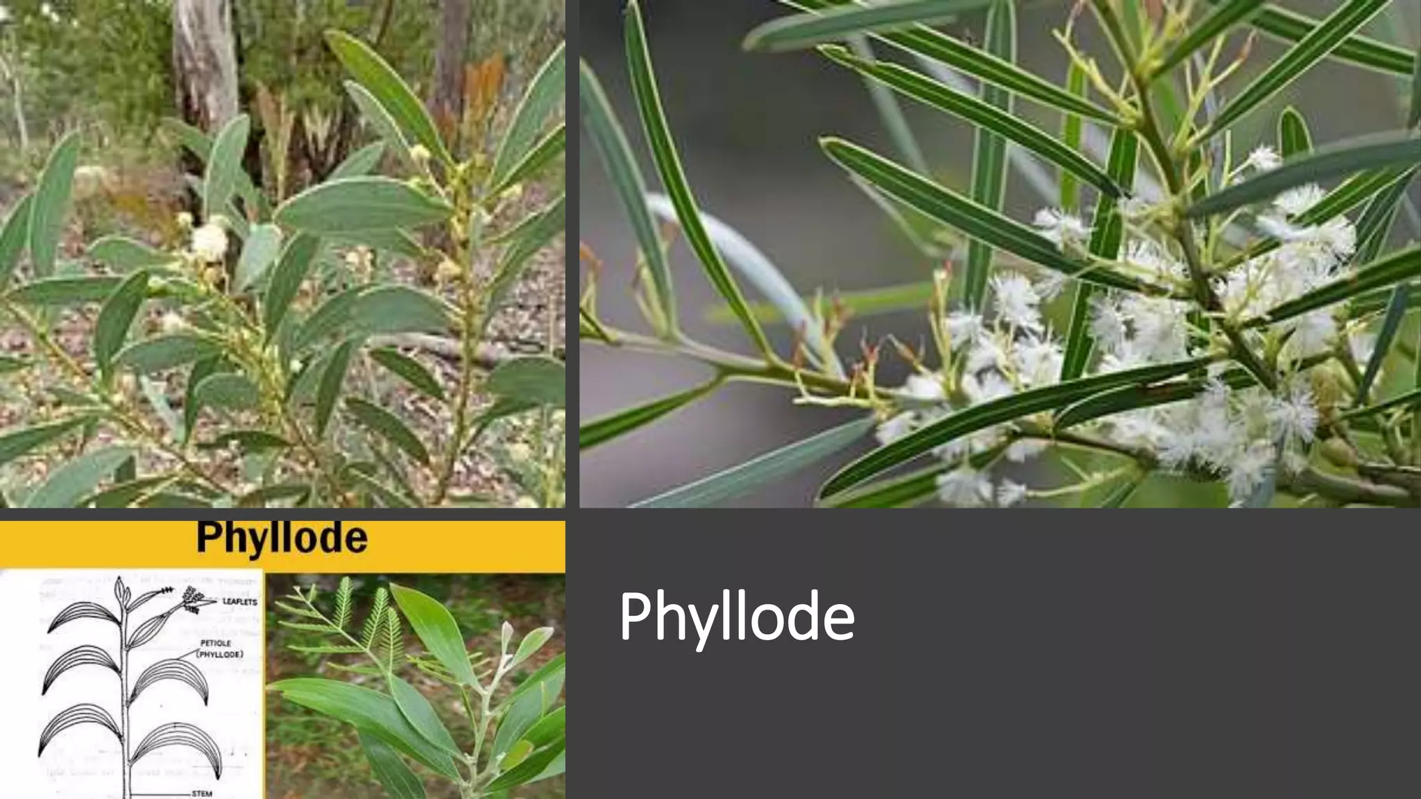 Leaves modifications.pptx