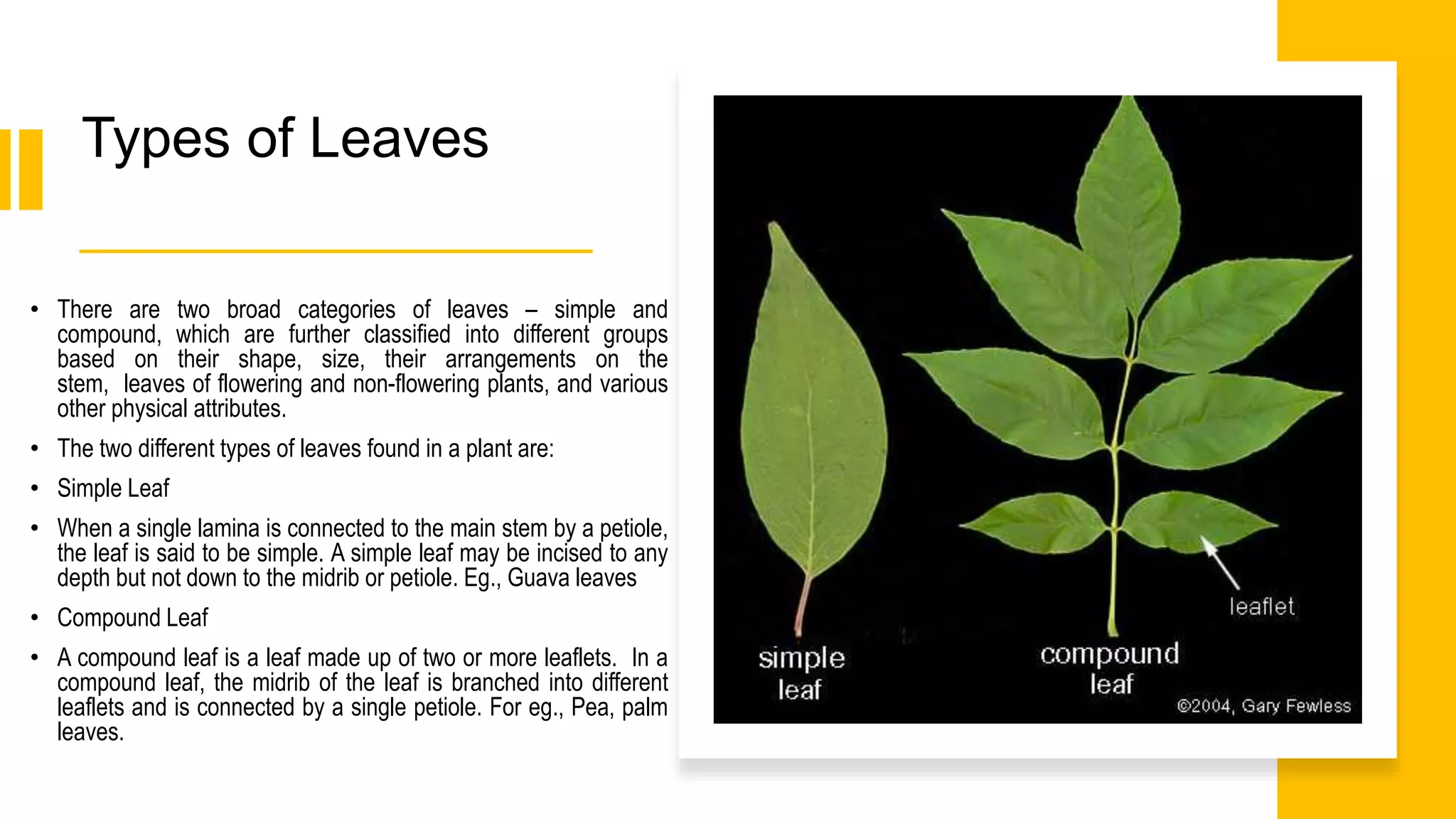 Leaves modifications.pptx