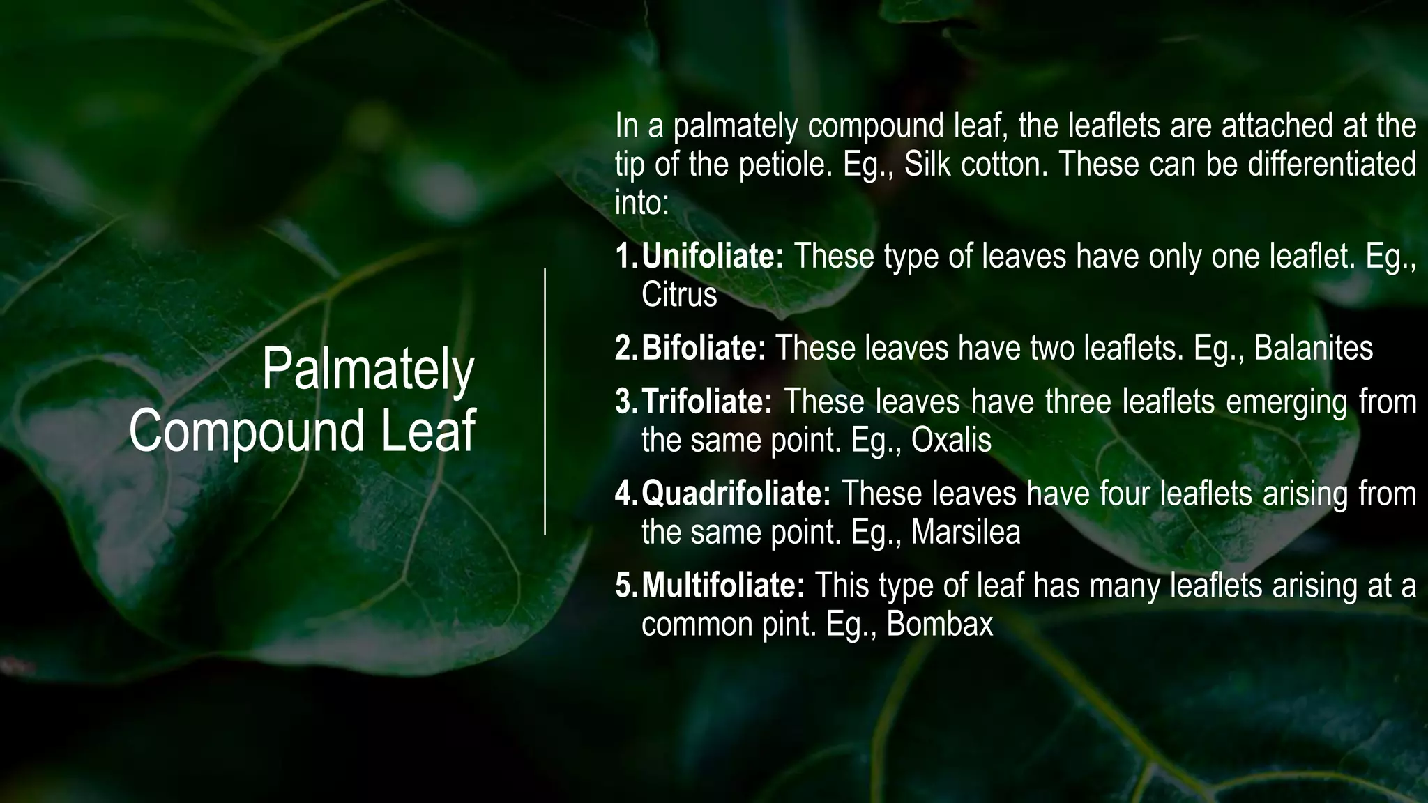 Leaves modifications.pptx