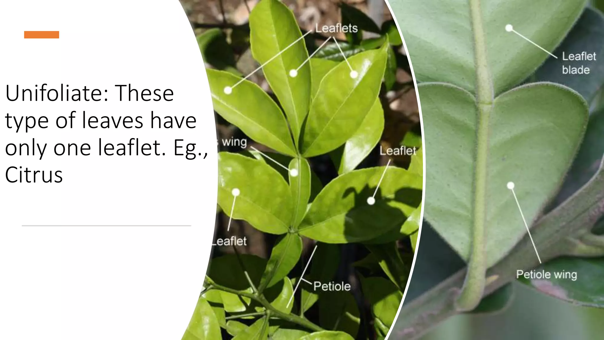 Leaves modifications.pptx