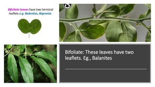 Leaves modifications.pptx