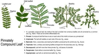 Leaves modifications.pptx