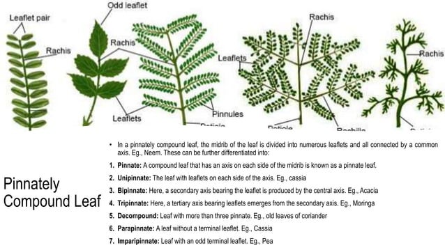Leaves modifications.pptx | Gardening | Home & Garden