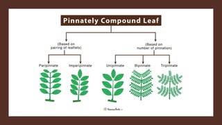 Leaves modifications.pptx