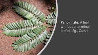 Leaves modifications.pptx