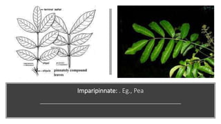 Leaves modifications.pptx
