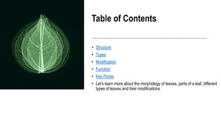 Leaves modifications.pptx