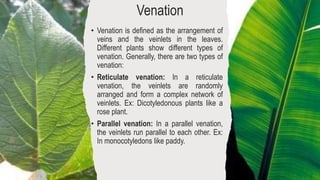 Leaves modifications.pptx
