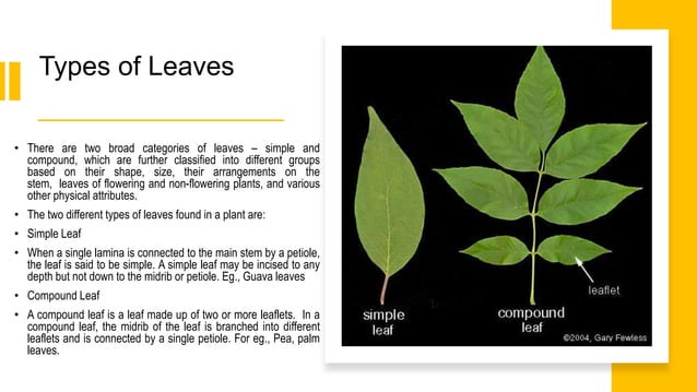 Leaves modifications.pptx | Gardening | Home & Garden