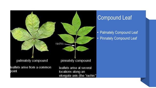 Leaves modifications.pptx | Gardening | Home & Garden