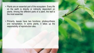 Types Of Modified Leaves