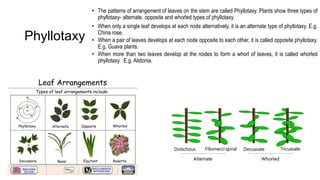 Types Of Modified Leaves