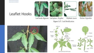 Modified Leaves