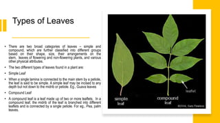 Types Of Modified Leaves