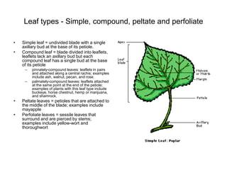 Comprehensive Leaves Morphology with Definition and Pictures | PDF