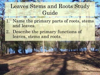 Leaves Stems And Roots | PPT