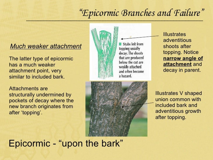 Leaving The Cave Of Ancient Arboriculture(2)