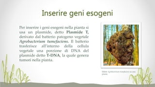 Le biotecnologie in agricoltura | PPTX