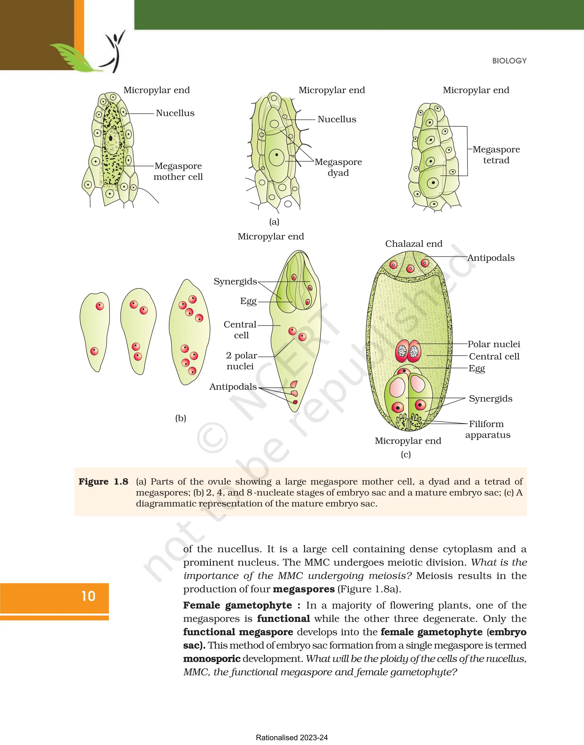 Ncert sexual reproduction in flowering plants | PDF