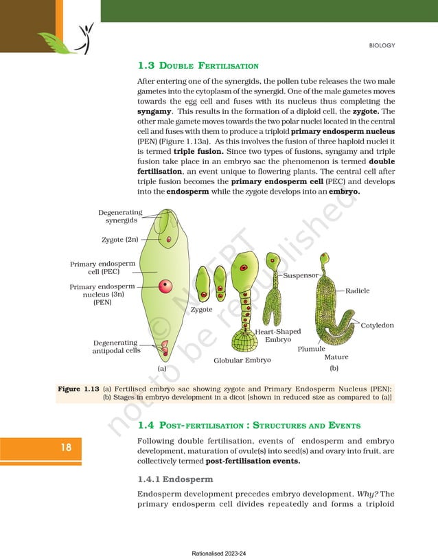 Ncert sexual reproduction in flowering plants | PDF