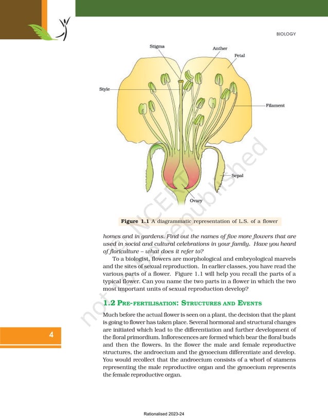 Ncert sexual reproduction in flowering plants | PDF