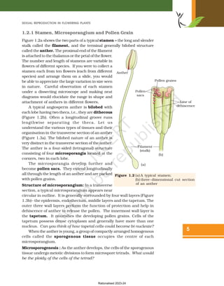Ncert sexual reproduction in flowering plants | PDF